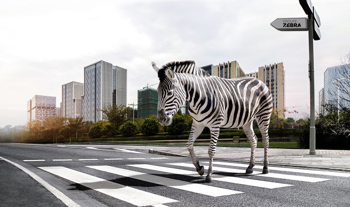 Come meet the zebras - Groupe Zebra